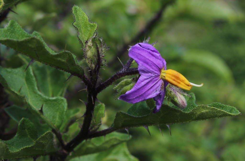 Spiny Solanums from Otter Trail: day 3 Blousloep to Jan Swarts ...