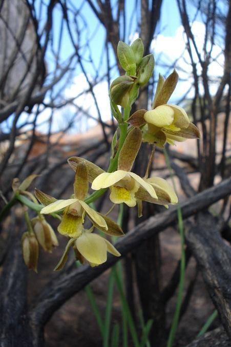 Sourveld Harlequin in December 2010 by juddkirkel. Thabazimbi form of E ...