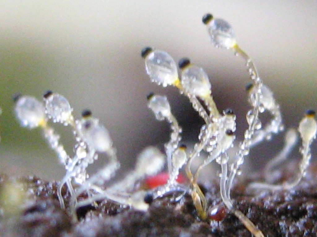 Pilobolus kleinii (Fungi of southern Africa) · iNaturalist