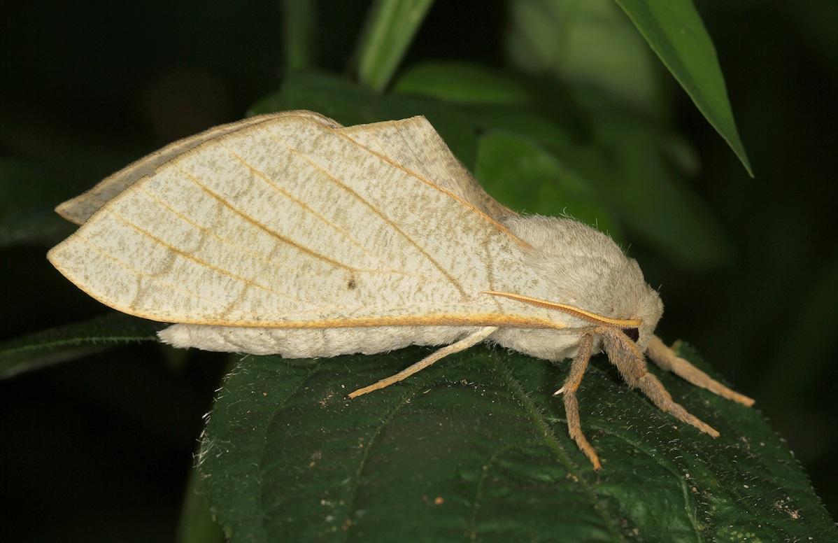 Neoclanis Carcasson, 1968