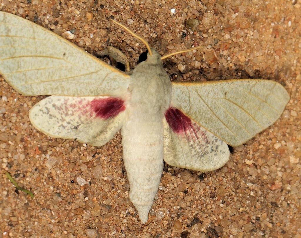 Neoclanis basalis (Lepidoptera of Botswana) · iNaturalist