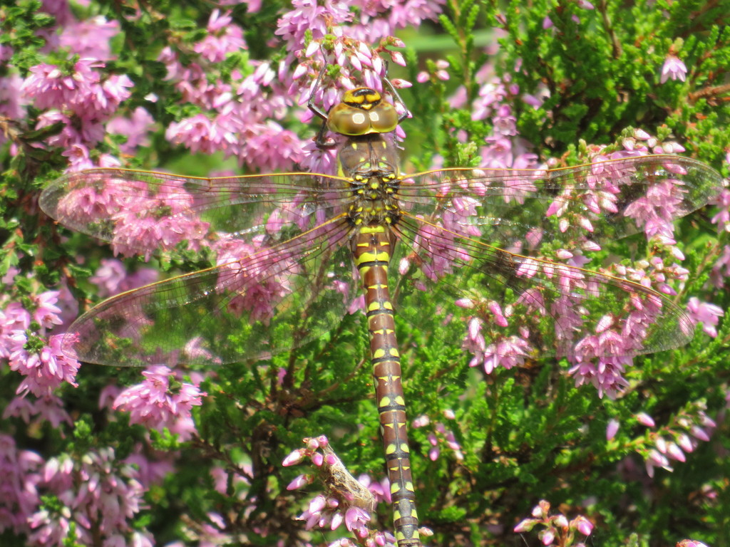 Sedge Darner from Lancashire, UK on August 20, 2021 at 01:02 PM by ...