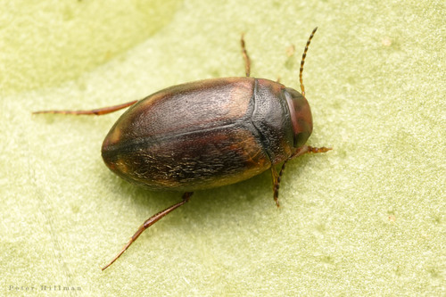 Hydroporus palustris · iNaturalist