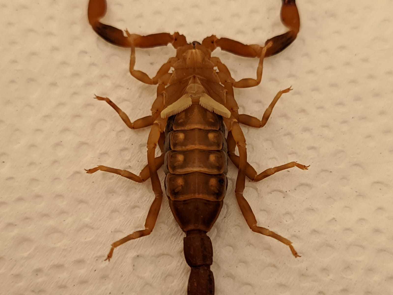 Tityus bahiensis (Perty, 1833)