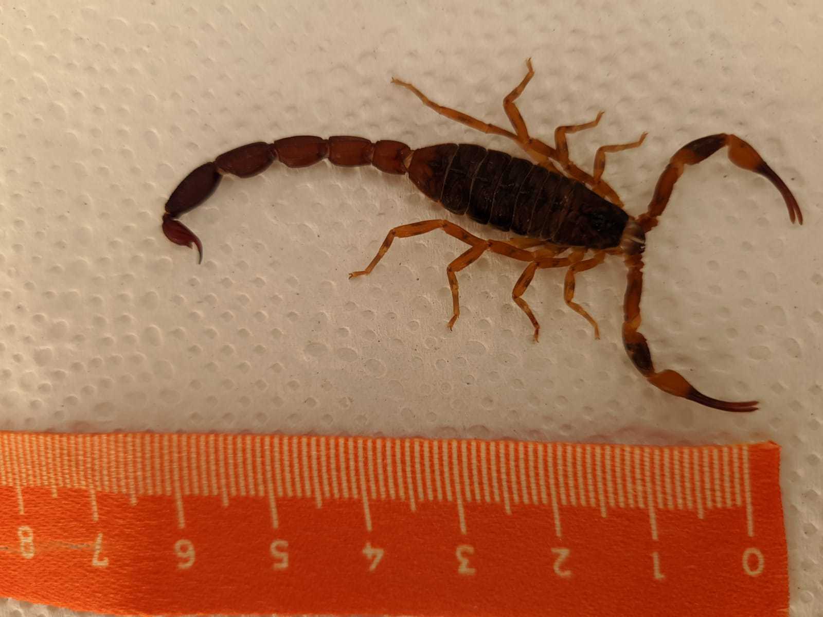 Tityus bahiensis (Perty, 1833)