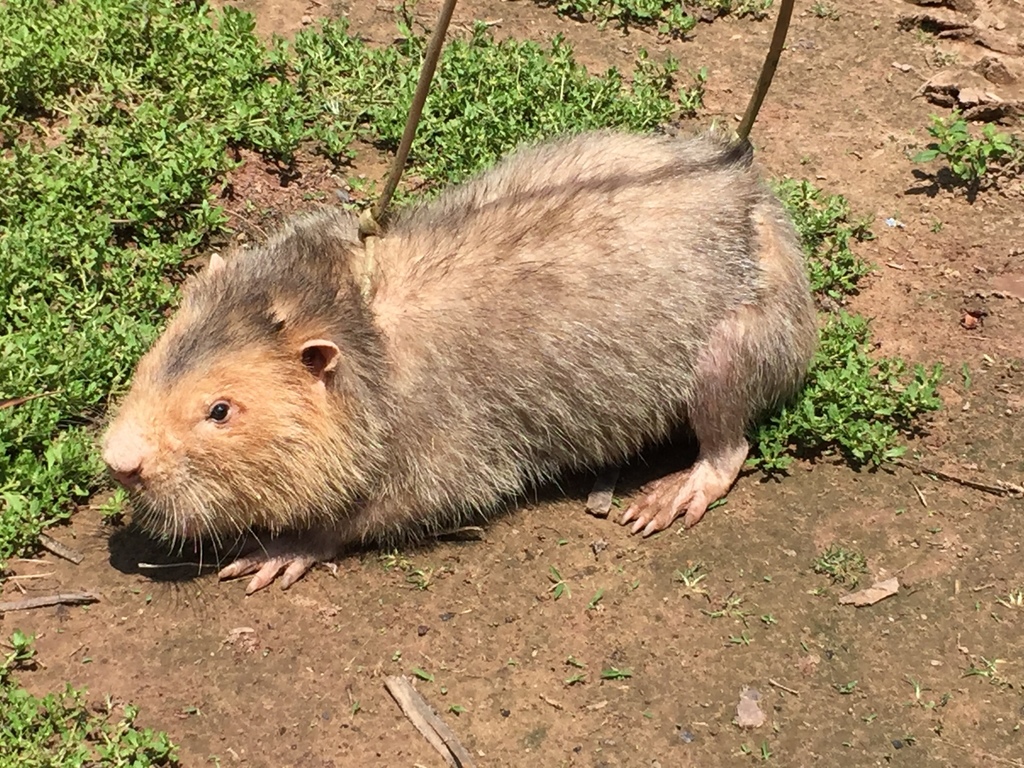Bamboo and Root Rats (Rhizomyinae) - Know Your Mammals