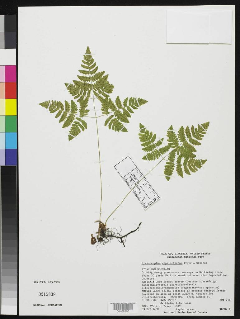 Appalachian oak fern (Ferns of North America) · iNaturalist