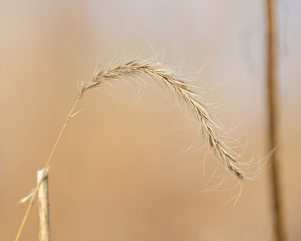 Canada wild rye (Minnesota Dry Prairies) · iNaturalist