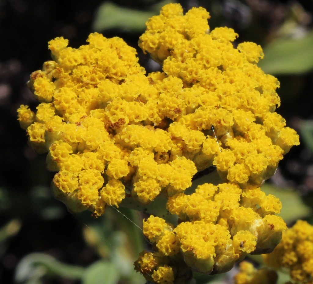 Helichrysum odoratissimum odoratissimum (Khulekhaya Farm - Locally ...