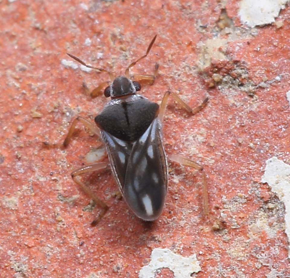 Microvelia douglasi from 中国广东省韶关市仁化县 on August 16, 2021 at 09:18 AM by ...