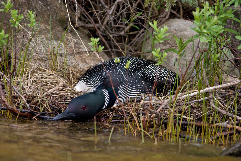 Common Loon from Brown Bear Lake, Kenora, Unorganized, ON P0V, Canada ...