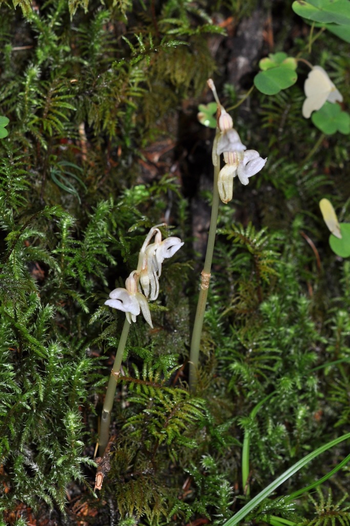 Ghost Orchid in August 2021 by Annette Geiser-Barkhausen · iNaturalist