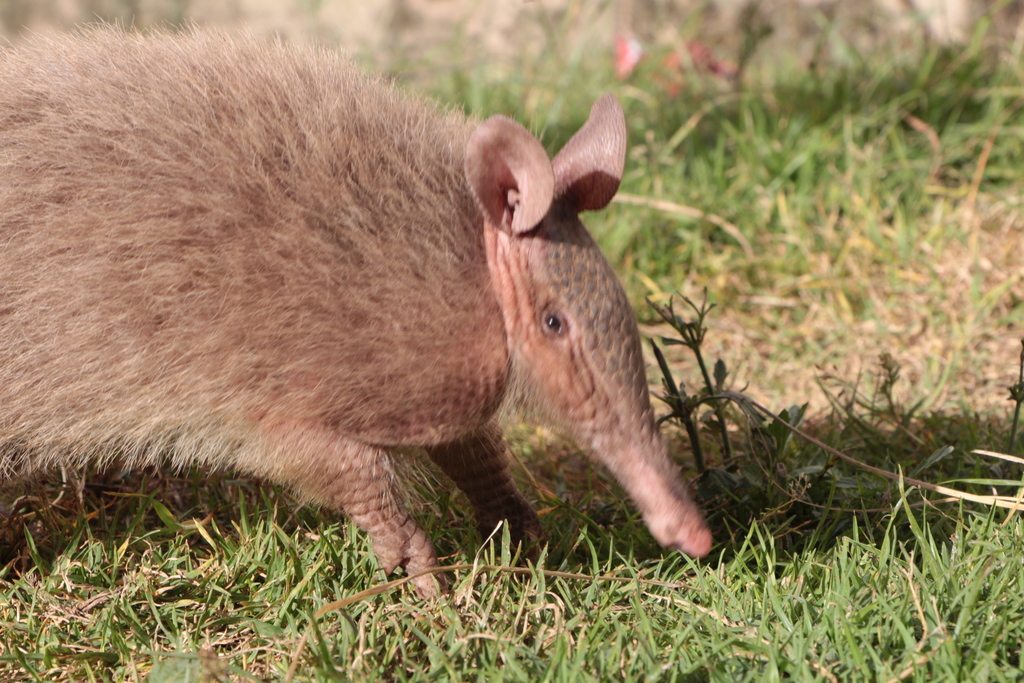 Hairy Long-nosed Armadillo from Chinchao, 10110, Perú on April 24, 2017 ...