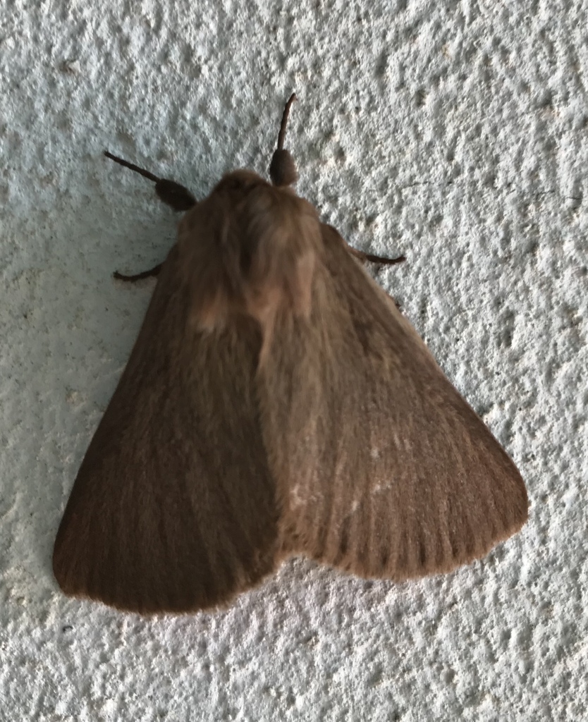 Clay Monkey (Insects of The Garden Route Botanical Garden) · iNaturalist