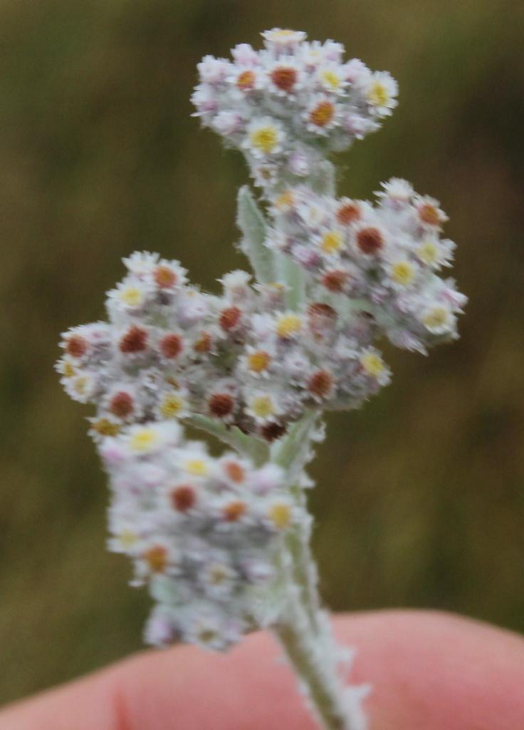 White Cudweed from Romansrivier: Romansriver Nature Reserve on October ...