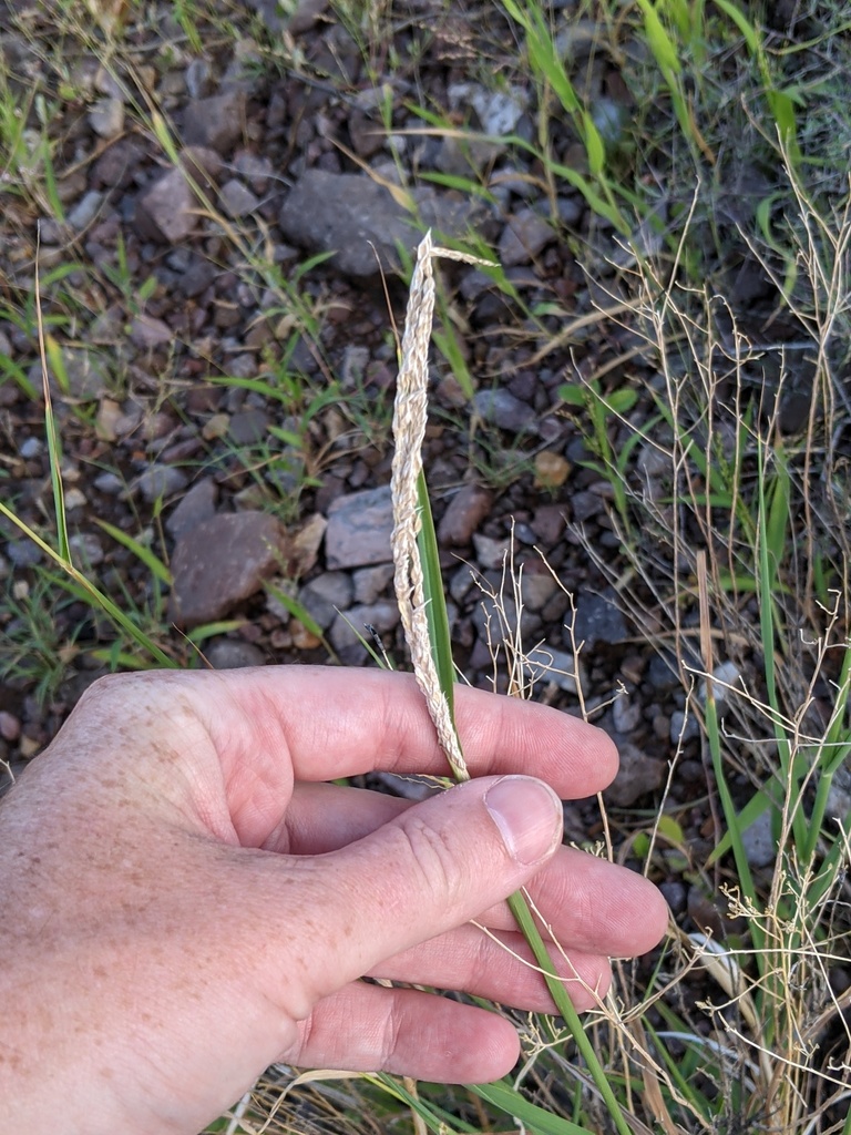 Sand Dropseed from Doña Ana County, NM, USA on August 12, 2021 at 07:06 ...