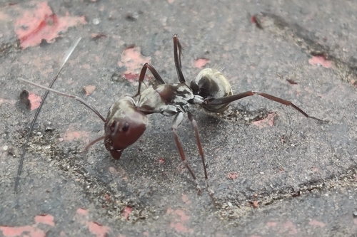 Observations by stultus · iNaturalist