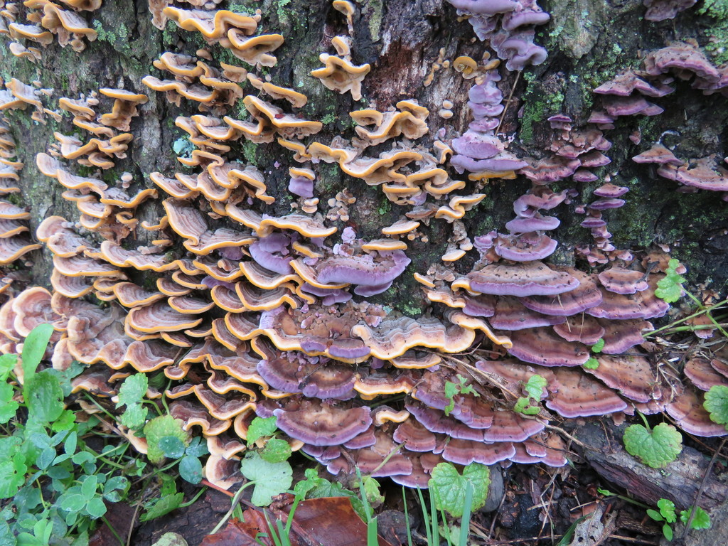 violet-toothed polypore from O'Hara Township, PA, USA on August 20 ...