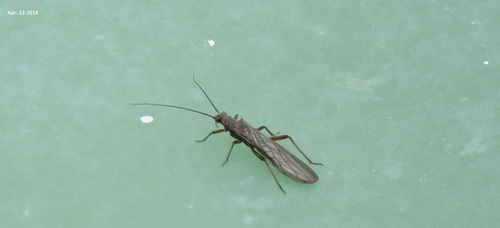 Genus Kiotina · iNaturalist