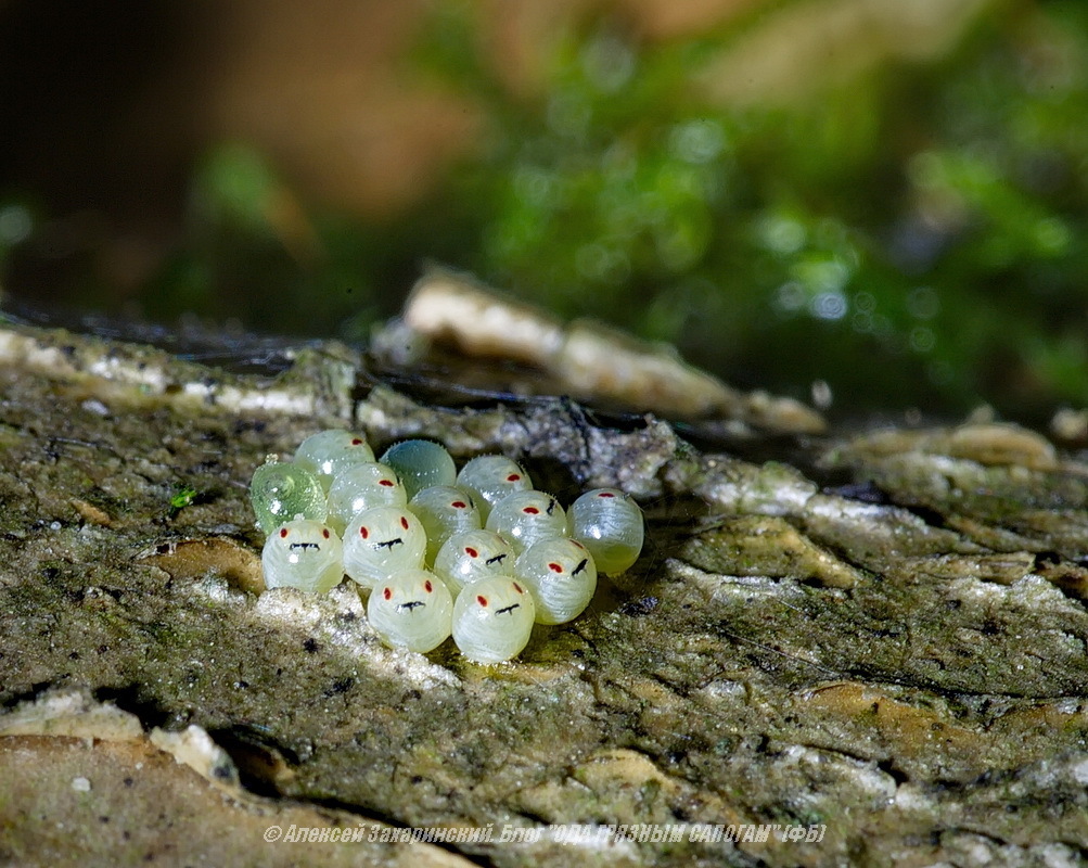 Forest Bug from Novomoskovsky Administrative Okrug, Moscow, Russia on ...