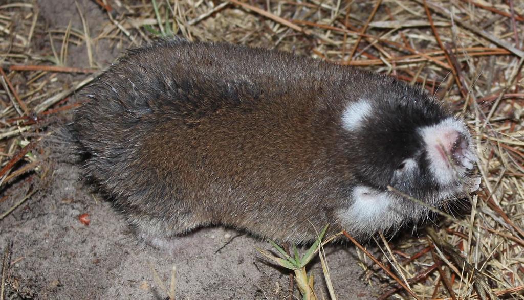 African Molerats (Bathyergidae) - Know Your Mammals