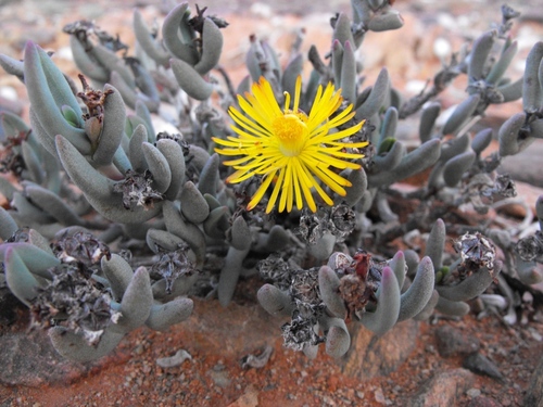 Hereroa hesperantha · iNaturalist United Kingdom