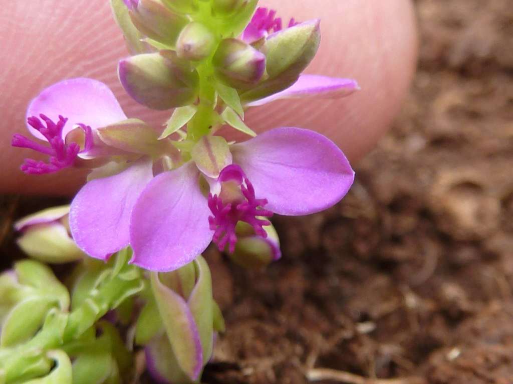 Polygala wilmsii (Polygala species of Mpumalanga and Limpopo) · iNaturalist