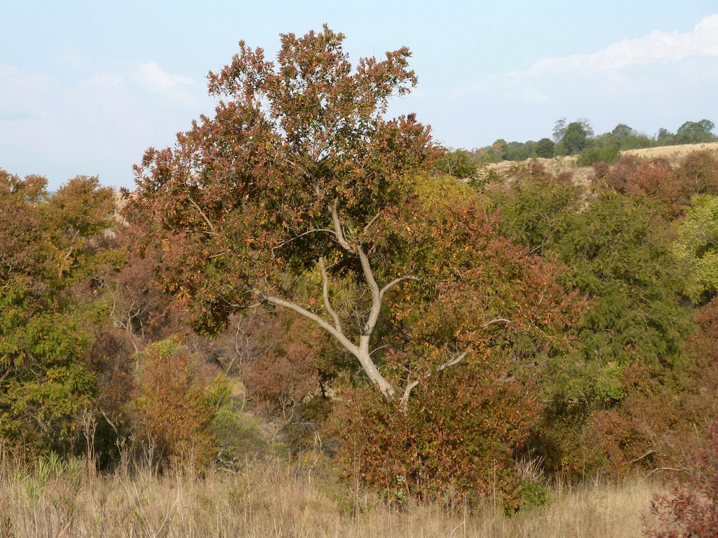 river bushwillow (Combretum erythrophyllum) - Botanical Realm