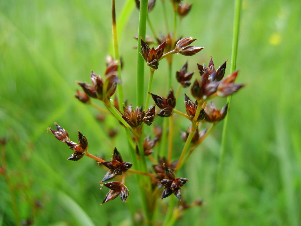 Beaked Rush from Brandfort District on December 27, 2011 by Jan-Hendrik ...