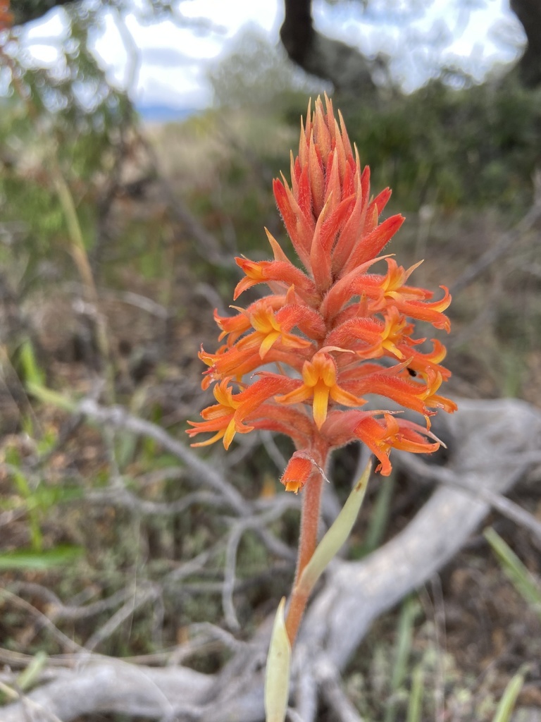 cutzis (Plantas del municipio de Coixtlahuaca) · iNaturalist