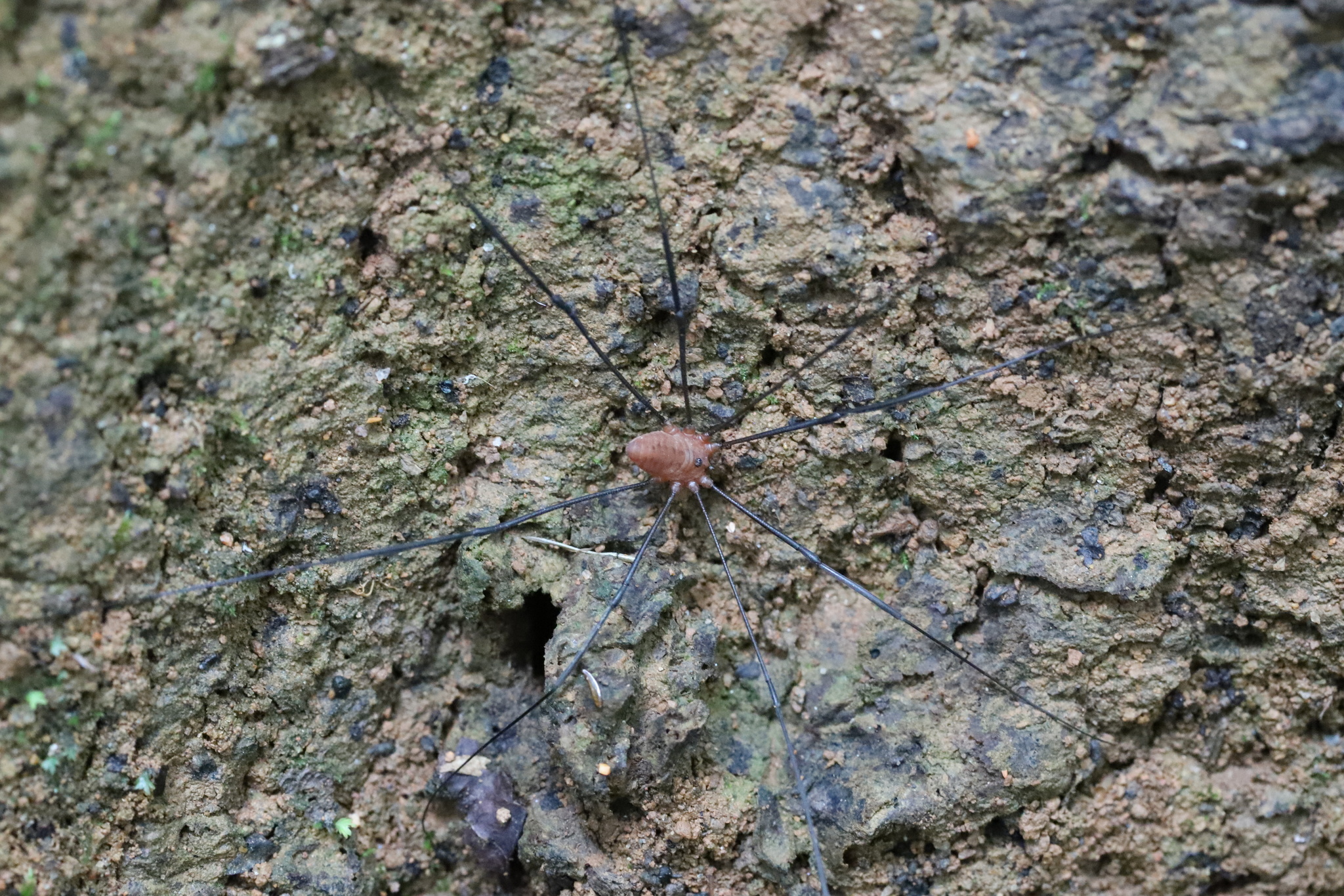 Leiobunum politum Weed, 1889