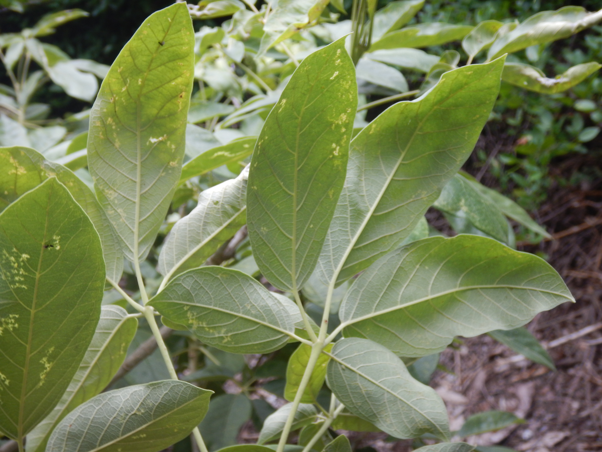 Vitex gaumeri Greenm.