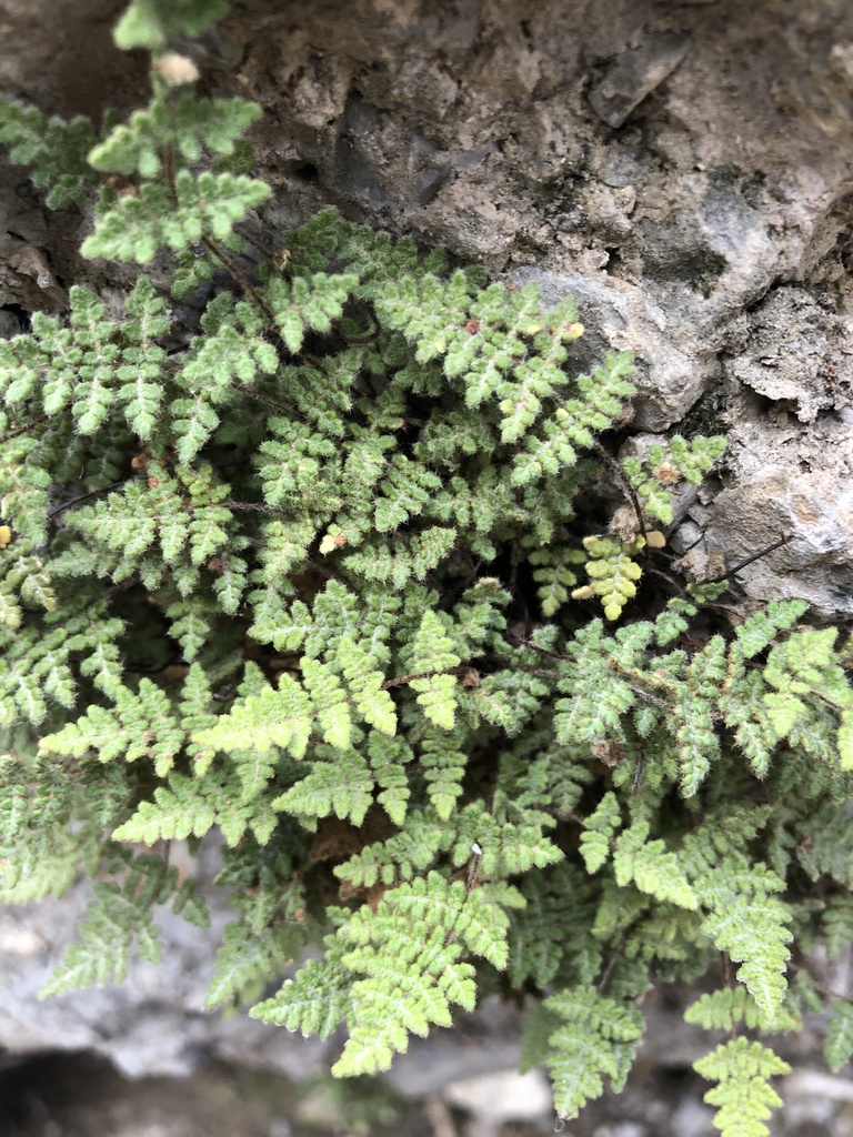 Fee's lip fern from Clark County, US-NV, US on August 20, 2021 at 07:48 ...