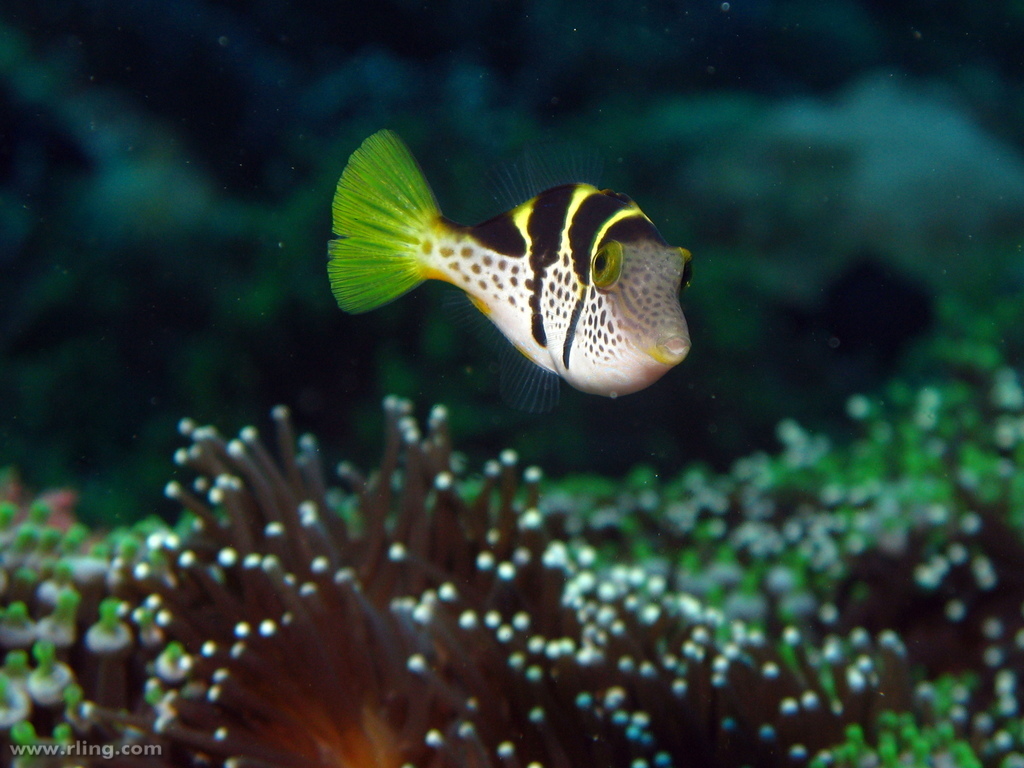 Mimic Filefish (Kushimoto aquarium and undersea tower, Kushimoto ...