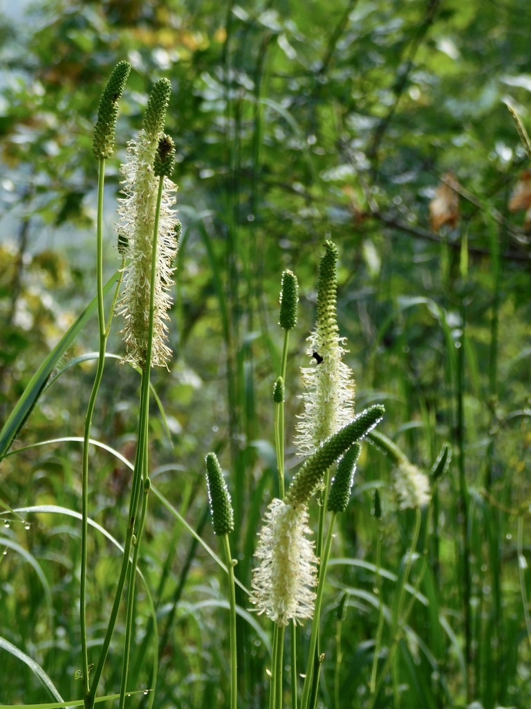Canadian burnet in August 2021 by dbond · iNaturalist