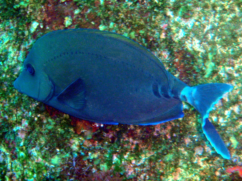 Prionurus scalprum (Kushimoto aquarium and undersea tower, Kushimoto ...