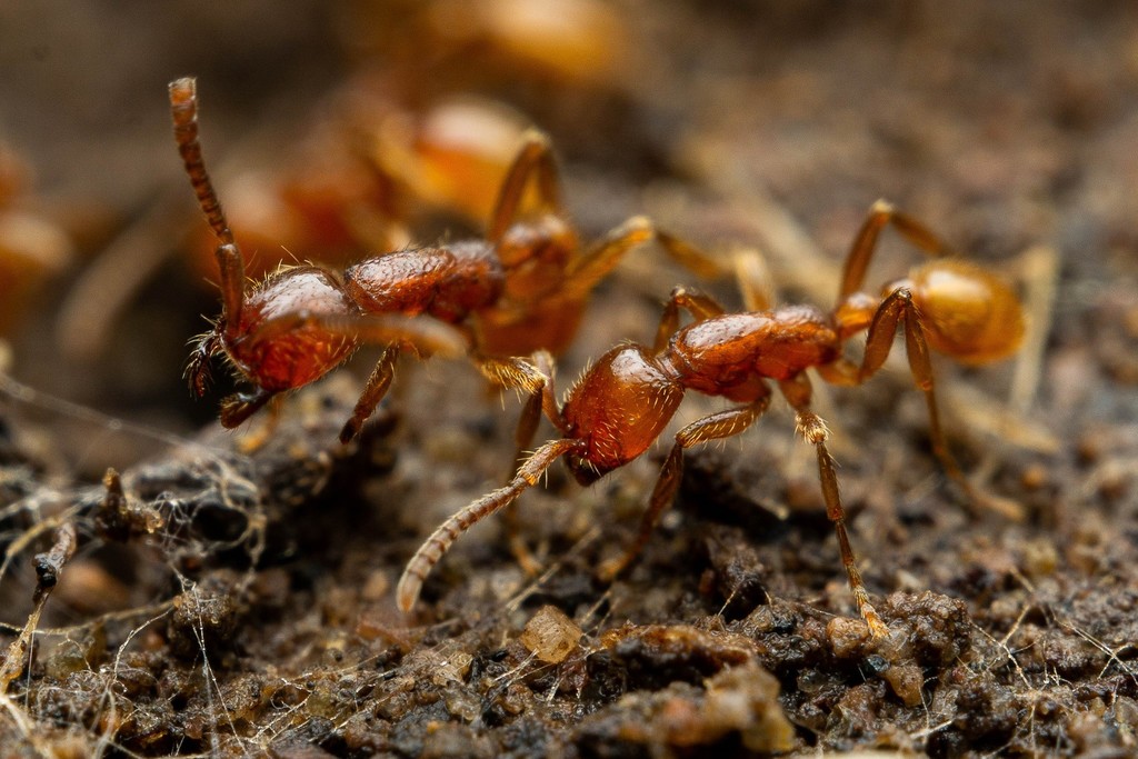 Shiny-Headed Legionary Ant (Ants of Florida) · iNaturalist