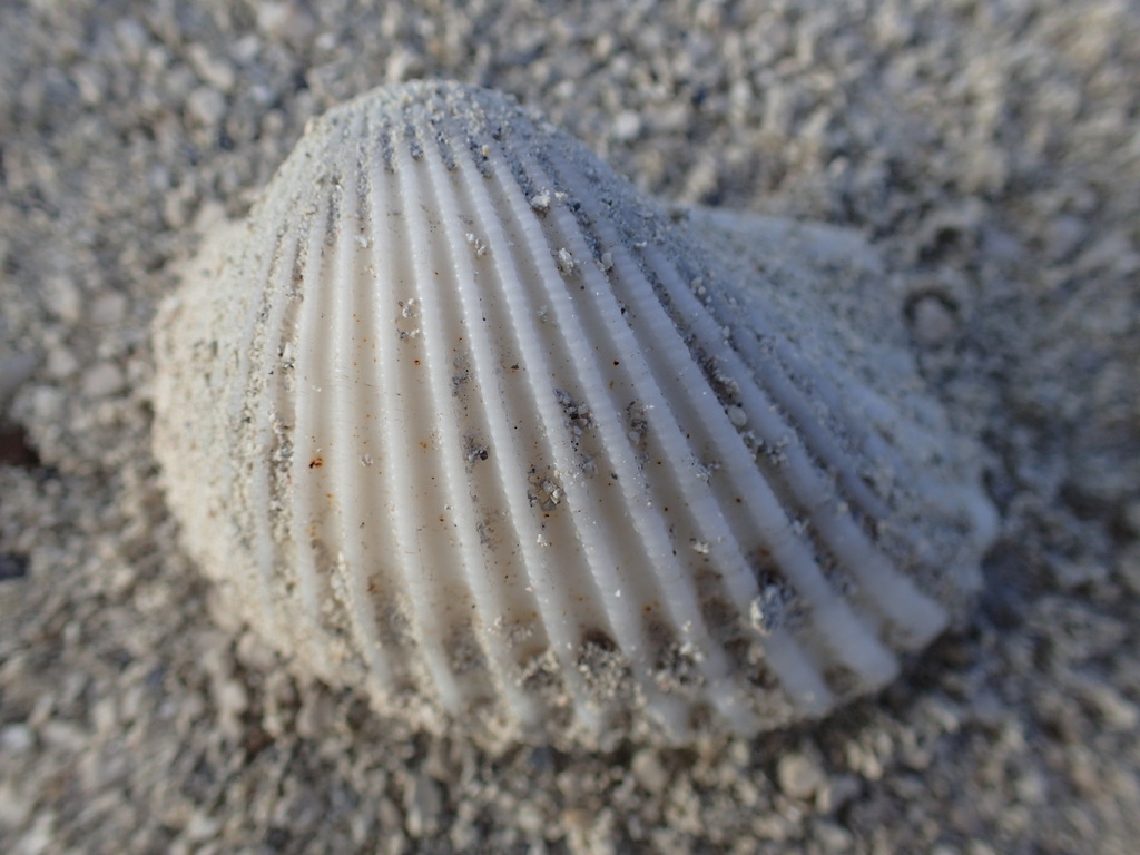 Eared ark from Philipsburg (🇸🇽 Sint-Maarten, Nederlands deel ~ Dutch ...