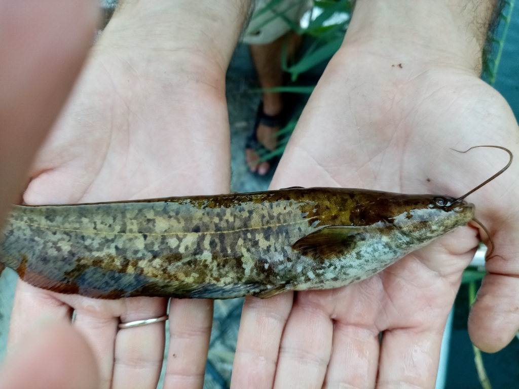 Aristotle’s Catfish (Silurus aristotelis) - Marine Life Identification