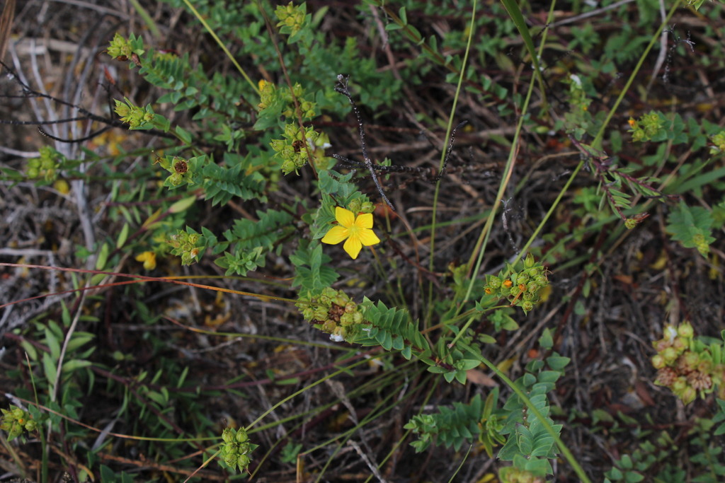 African Flax from Otter Trail: day 5 Andre Hut to Soutstrand ...
