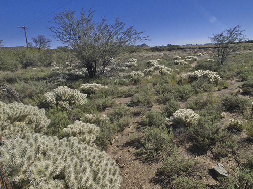 Clavellina (LIFE medCLIFFS) · iNaturalist