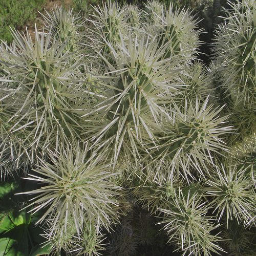 Hudson Pear (Cylindropuntia pallida) · iNaturalist