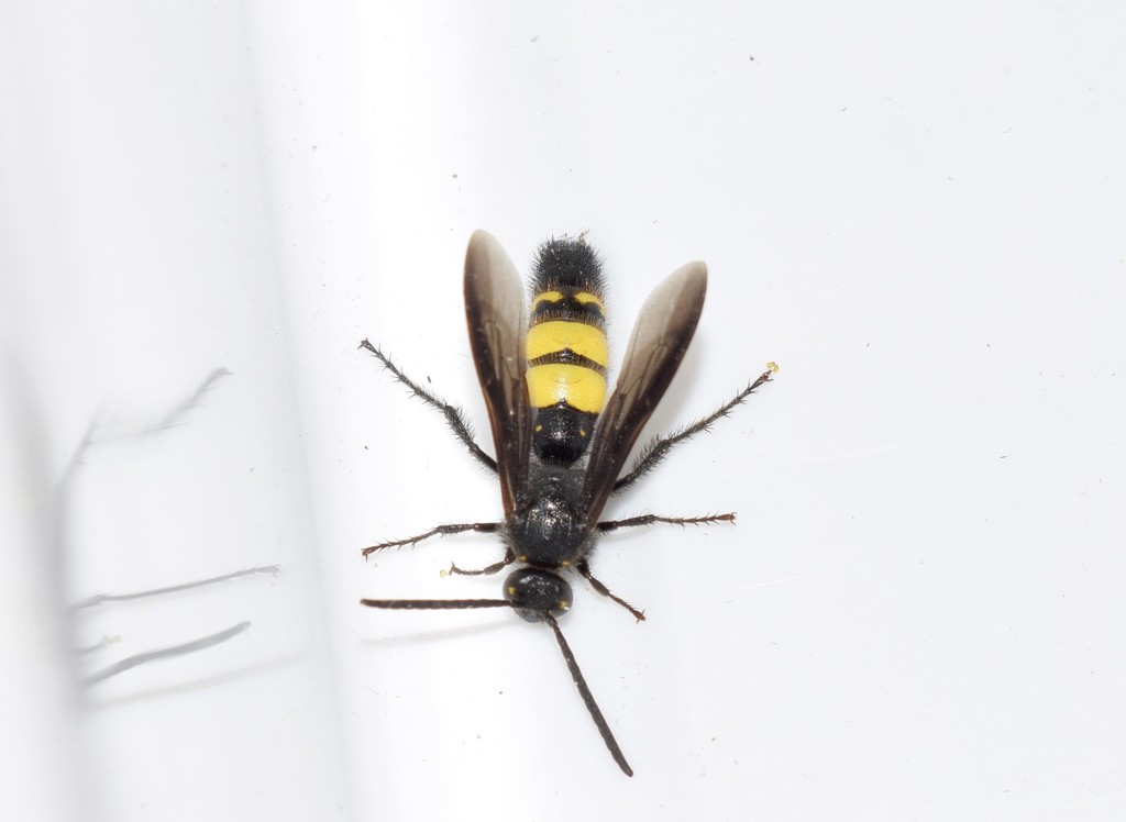 Scolia galbula from Περιφέρεια Βορείου Αιγαίου, Ελλάδα on August 14 ...