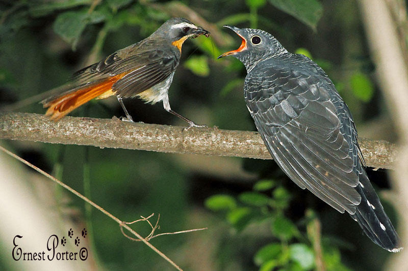 Red-chested Cuckoo from Walter Sisulu National Botanical Gardens on ...