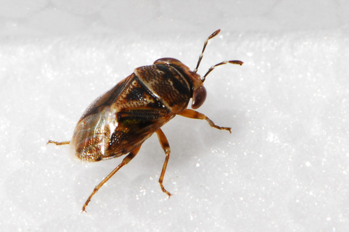 Geocoris stellatus · iNaturalist Ecuador