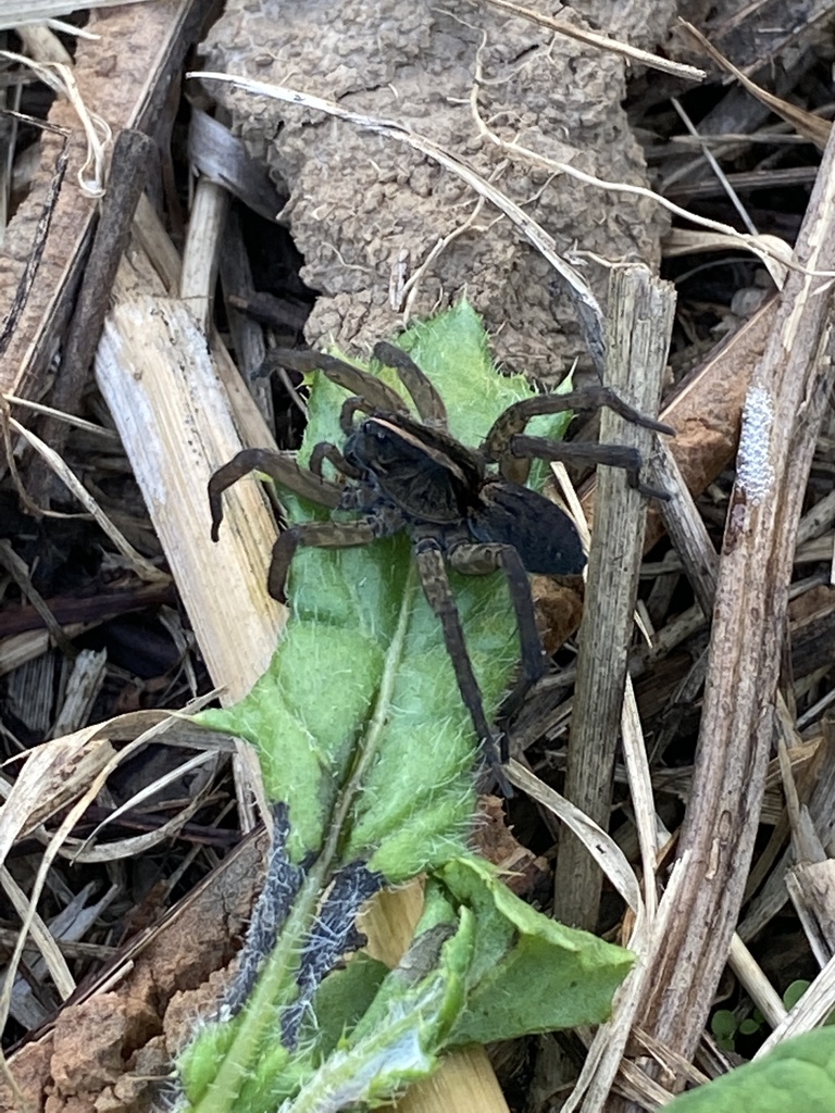 Wetland Giant Wolf Spider from Huntington, WV, US on August 20, 2021 at ...