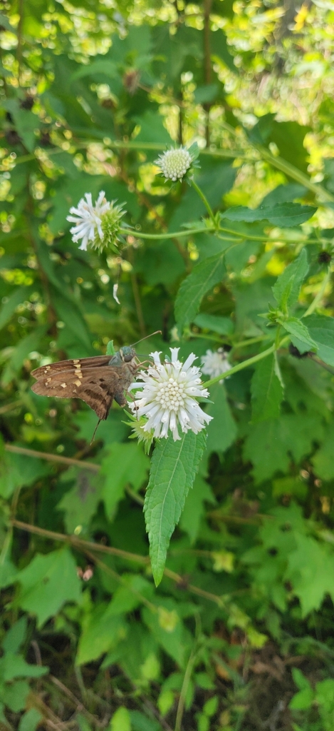 Long-tailed Skipper from Florida Caverns State Park on August 20, 2021 ...