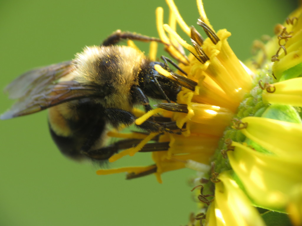 Rusty-patched Bumble Bee in July 2021 by wmct276 · iNaturalist