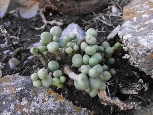 Tylecodon schaeferianus · iNaturalist