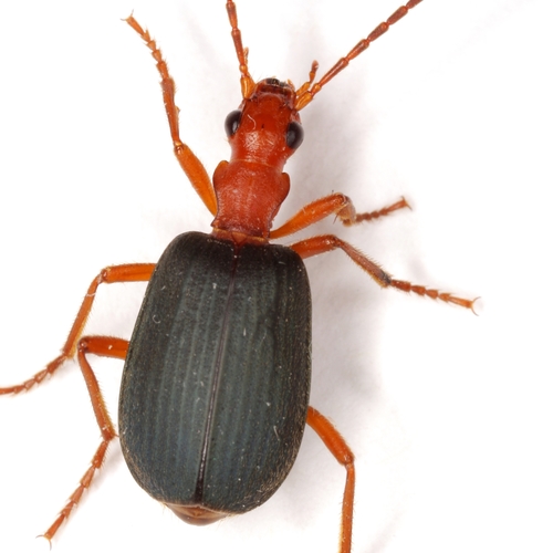Brachinus texanus · iNaturalist Mexico